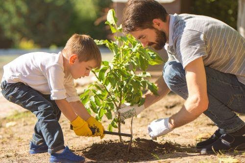5 Benefits of Planting Trees in Your Yard - Beauty and the Mist